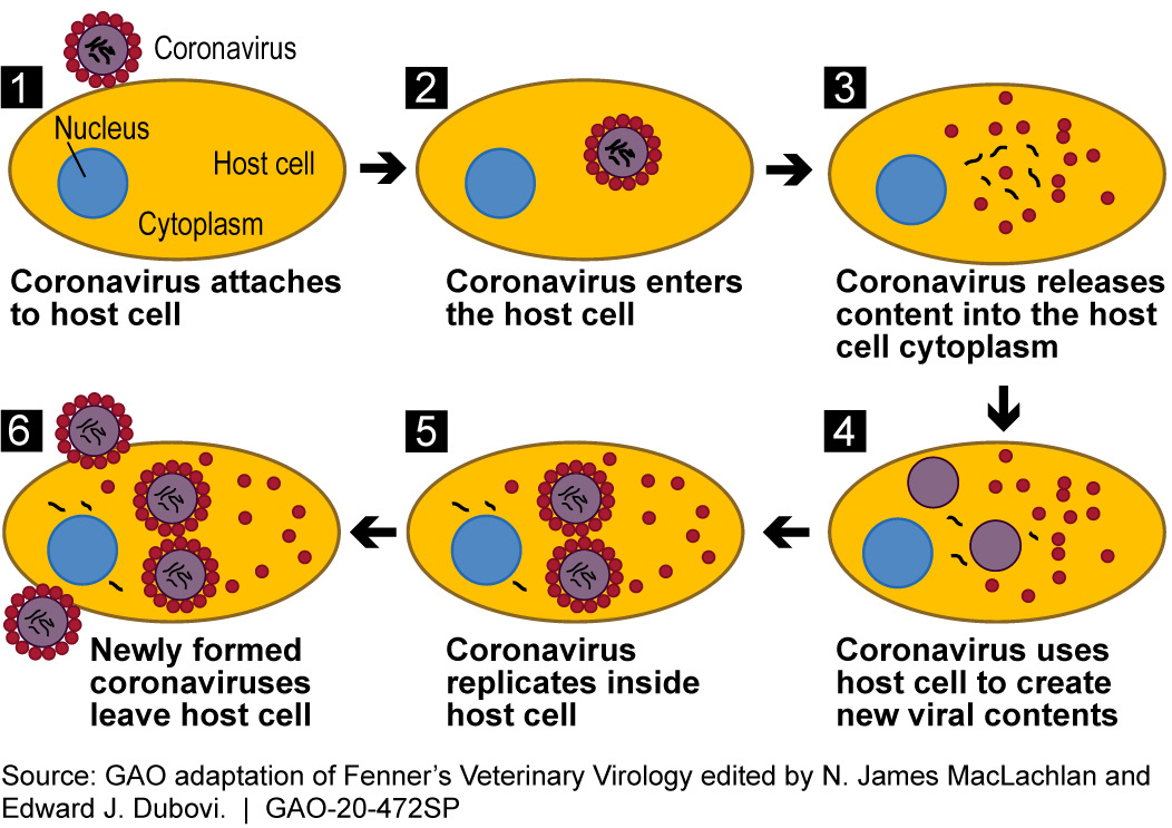 Corona Virus Host Cell Site Title