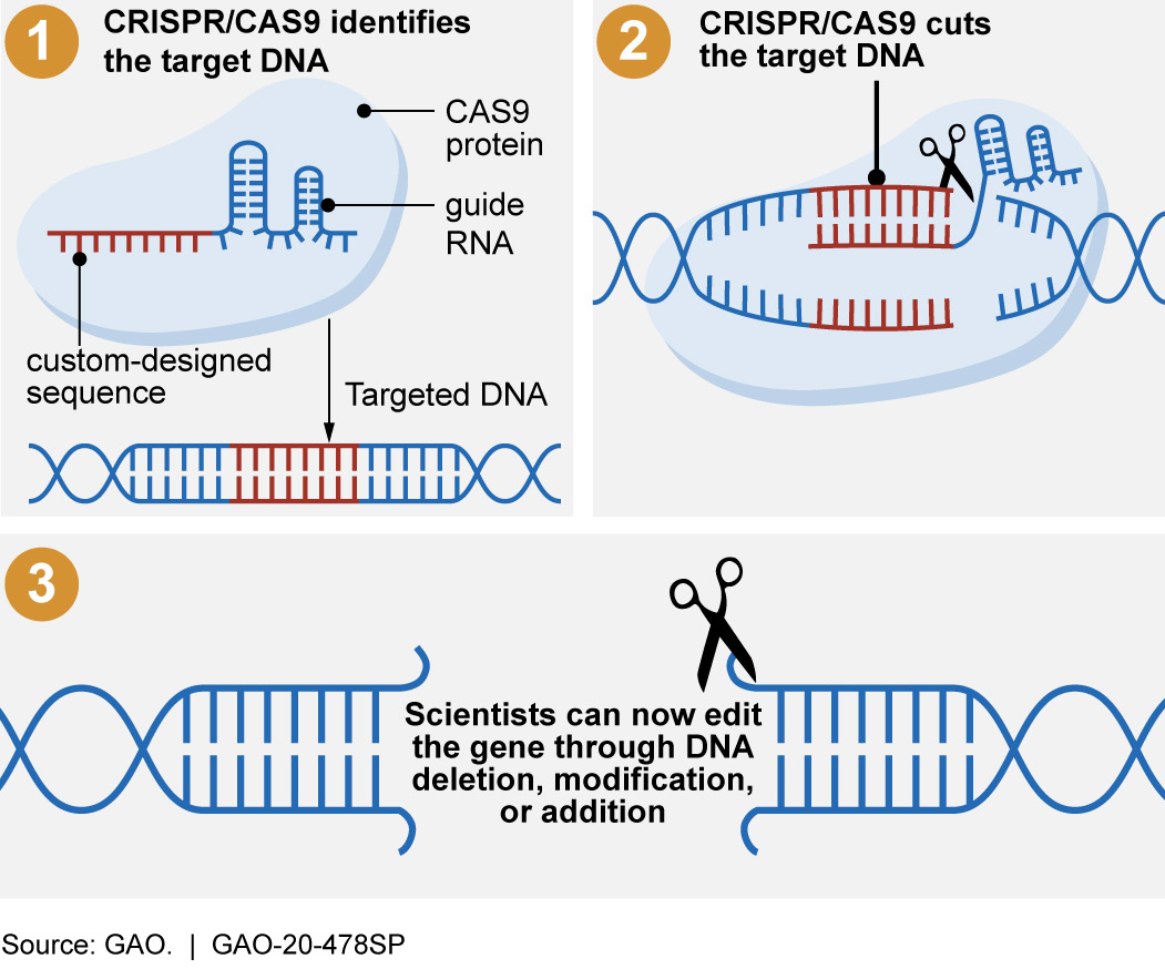 Science And Tech Spotlight Crispr Gene Editing U S Gao